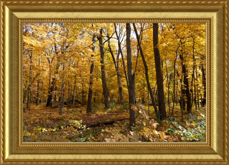 Autumn Gold – Jill Jensen Photography
